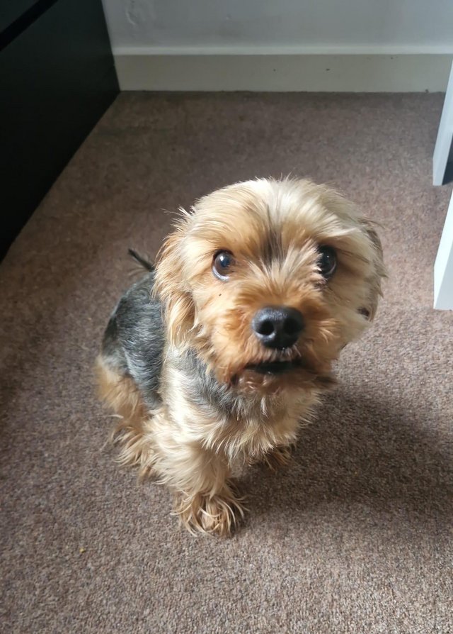 Local Classifieds | Preloved