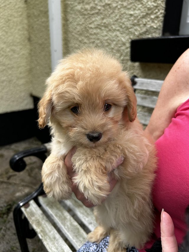 Local Classifieds | Preloved