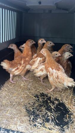 7 week old werren hens - For Sale in Market Harbrough, Leicestershire ...