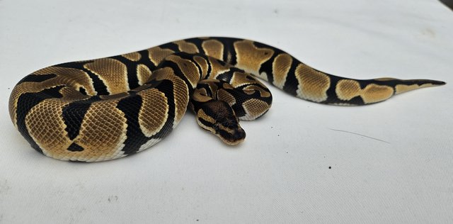 Orange Dream / Yellow Belly Het LAVENDER Royal Pythons For Sale in ...