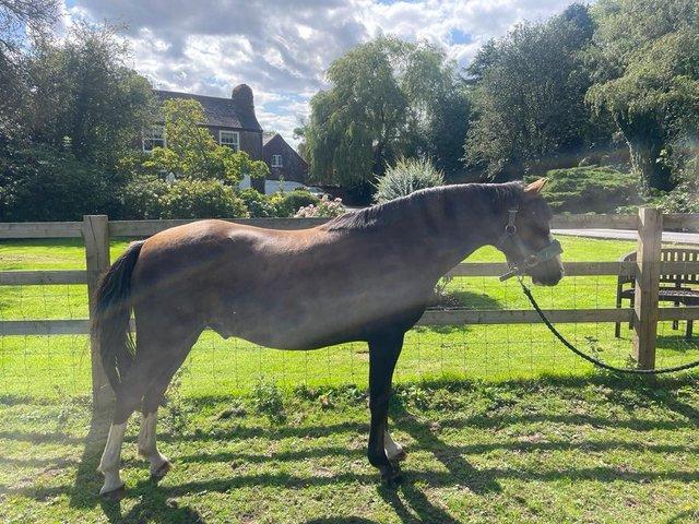Stunning Bureside Welsh B lightly backed For Sale in Hinckley ...