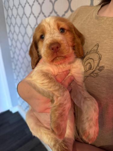 5 week old cocker spaniel puppies For Sale in Darlington, County Durham ...