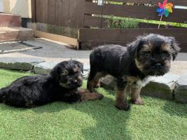 Dogs & Puppies, Rehome and Buy with ZERO fees | Preloved