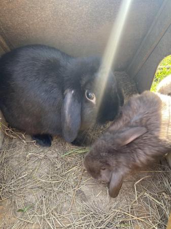 Baby mini lops 8 weeks old For Sale in Chesterfield, Derbyshire | Preloved