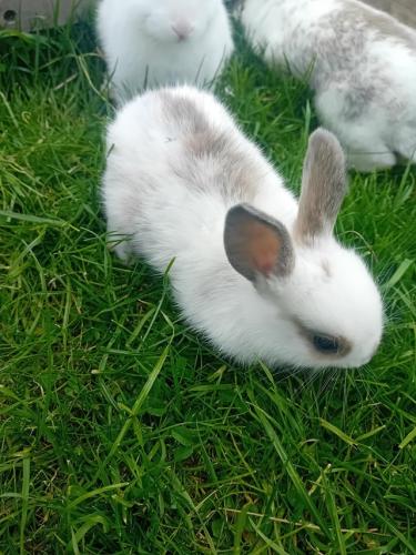 4 baby rabbits for sale, only a month old For Sale in Long Eaton ...