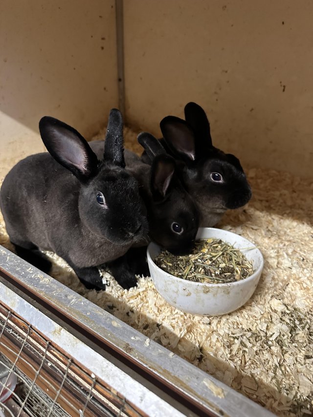 Local Classifieds | Preloved