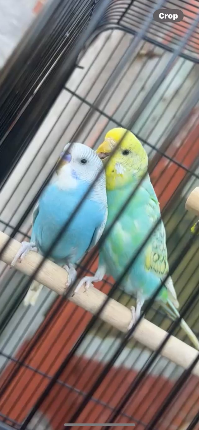 Local Classifieds | Preloved