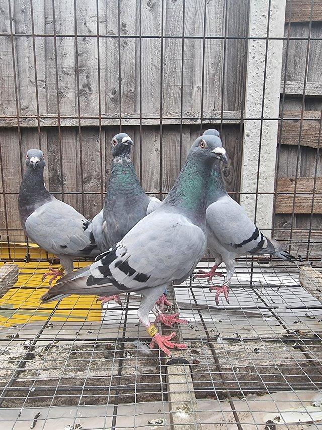 Local Classifieds | Preloved