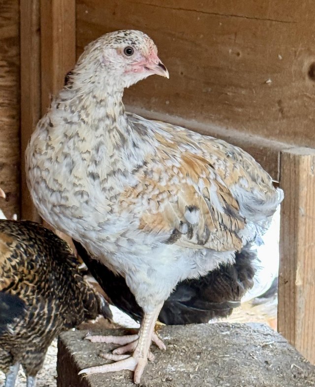 Local Classifieds | Preloved