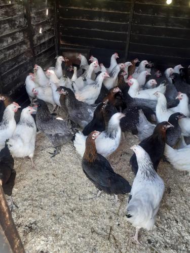 Point of lay hens Various breeds For Sale in Near Illminster Chard And ...