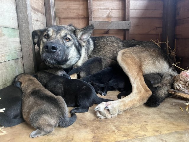 Local Classifieds | Preloved