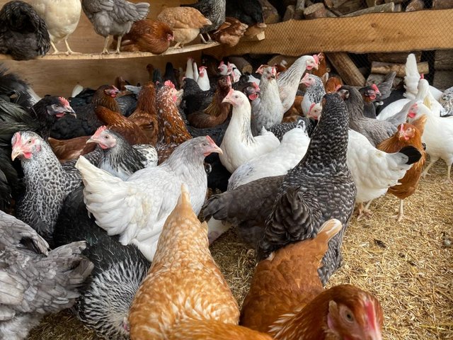 15 Breeds of POL Garden Chickens In Stock Now For Sale in Lewes, East ...