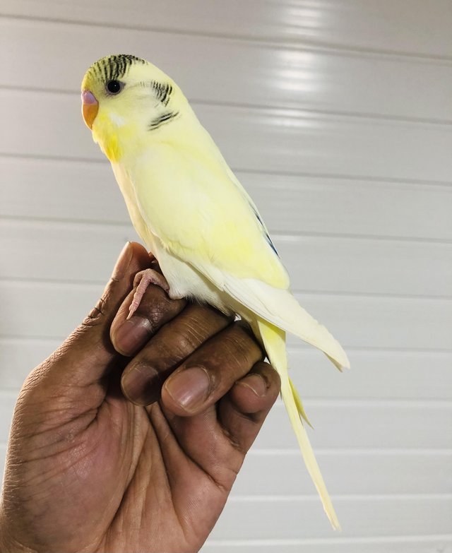 Local Classifieds | Preloved