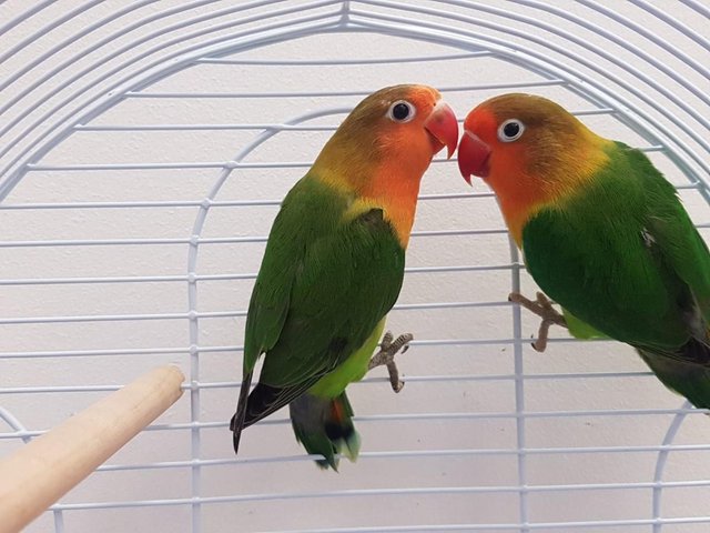 Local Classifieds | Preloved