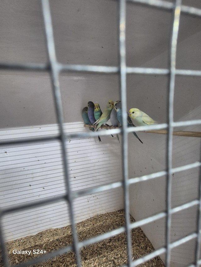 Local Classifieds | Preloved