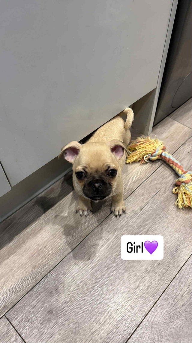 Local Classifieds | Preloved