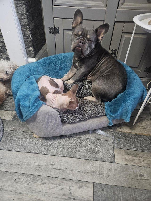 Local Classifieds | Preloved