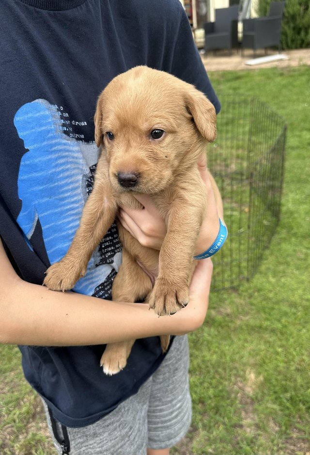 Local Classifieds | Preloved