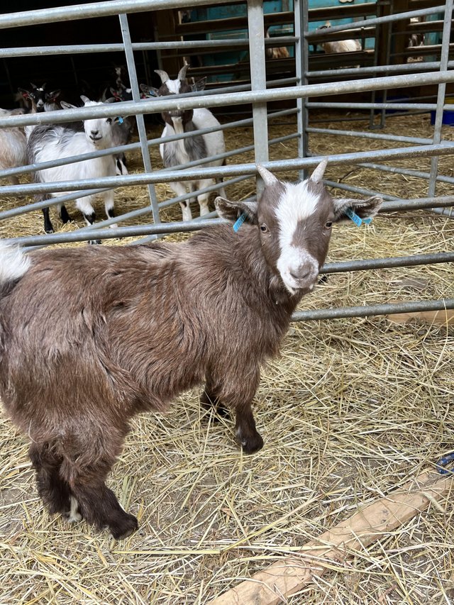 Local Classifieds | Preloved