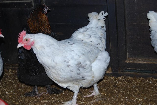 Pure Bred Splash Marans (Females) For Sale in Nr. Leek, Staffordshire ...