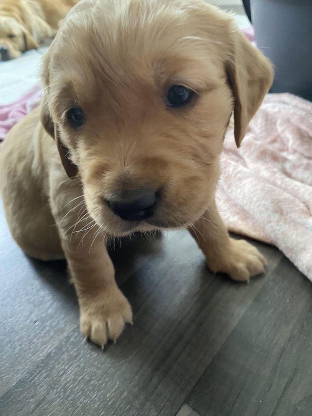 Local Classifieds | Preloved