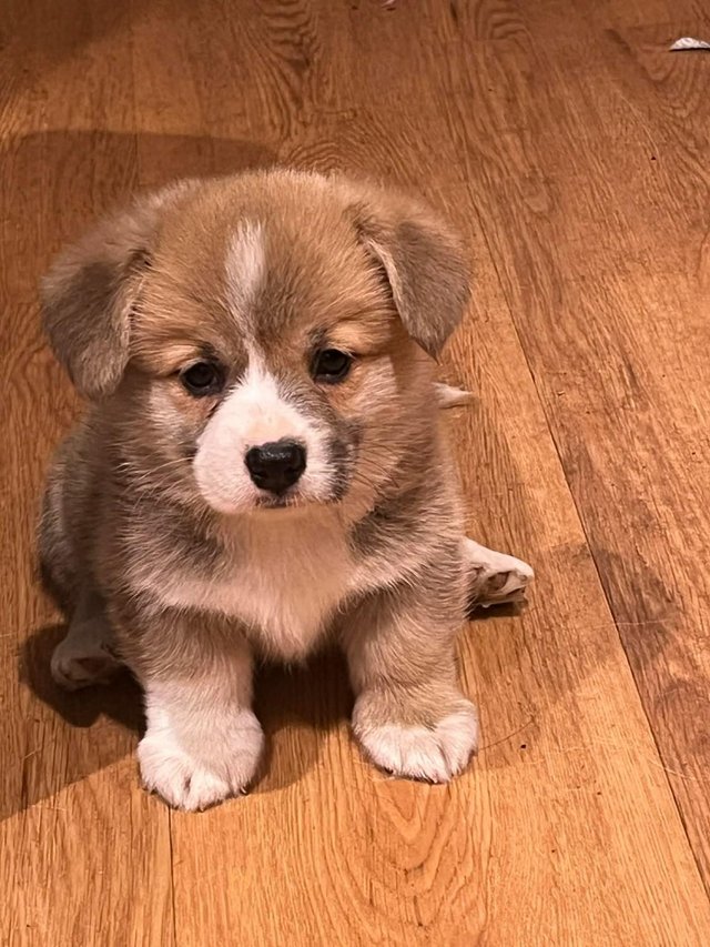 Local Classifieds | Preloved