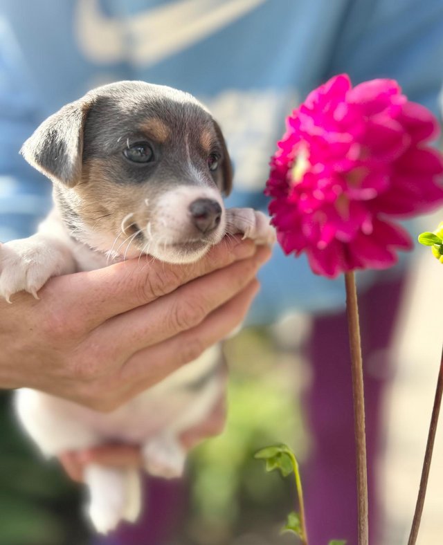 Local Classifieds | Preloved