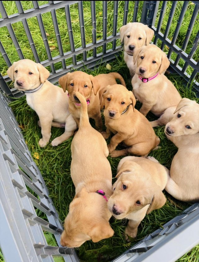 Local Classifieds | Preloved