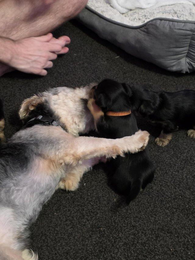 Local Classifieds | Preloved