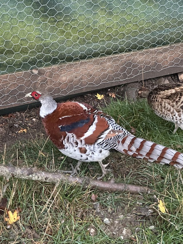 Local Classifieds | Preloved