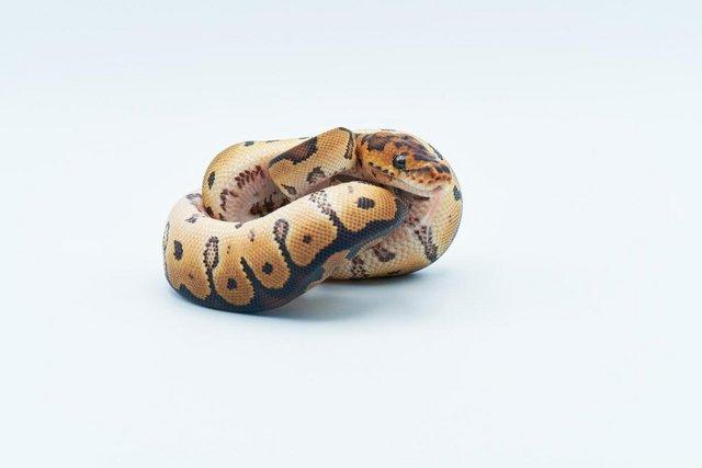 Baby Royal Python: Clown. MALE For Sale in Liverpool, Merseyside | Preloved