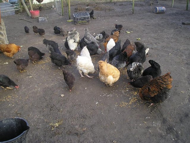 100% fertile mix breeds chicken hatching eggs For Sale in Stockport ...
