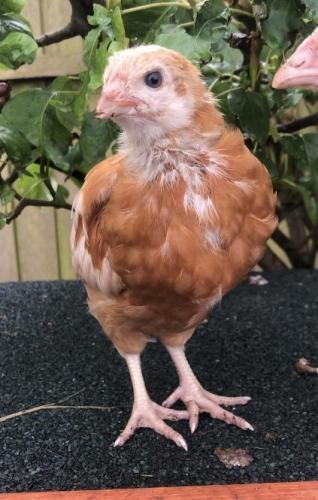 Bovan brown and Delkab white hens 6 weeks old For Sale in Boston ...