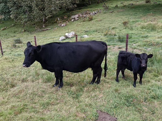 Local Classifieds | Preloved