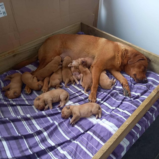 Local Classifieds | Preloved