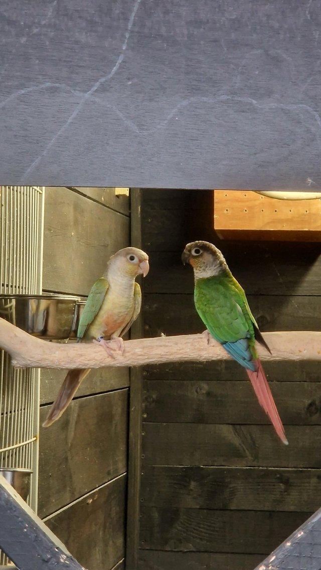 Local Classifieds | Preloved