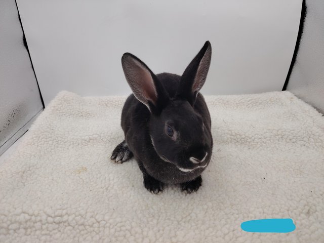 Local Classifieds | Preloved