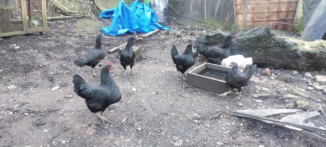 Any poultry waiting good home Wanted in Blackburn, 3 | Preloved