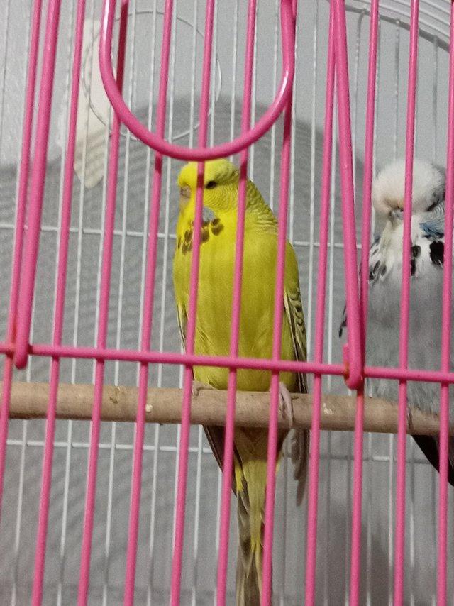 Local Classifieds | Preloved