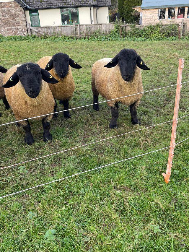 MV Accredited Suffolk ram lambs For Sale in Monmouth, Monmouthshire ...