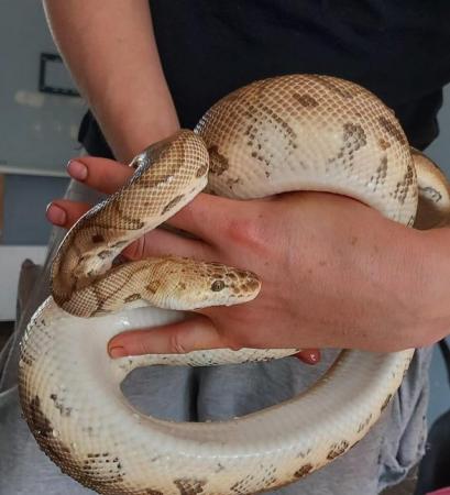 ball python with full viv set up and food For Sale in Stafford ...
