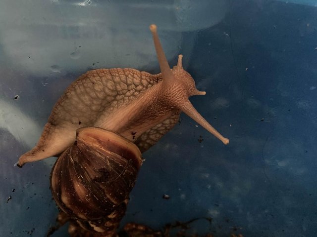 GIANT AFRICAN LAND SNAILS For Sale in Exeter, Devon | Preloved