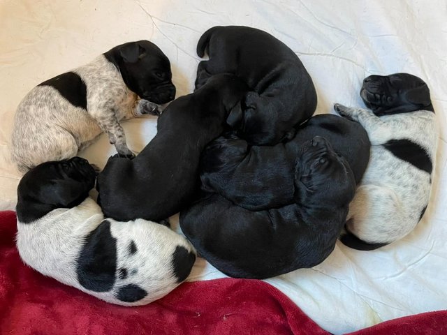 Local Classifieds | Preloved