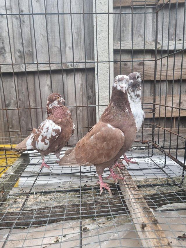 Local Classifieds | Preloved