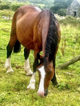 Welsh section D cob Mare For Sale in Caernarfon, Gwynedd | Preloved
