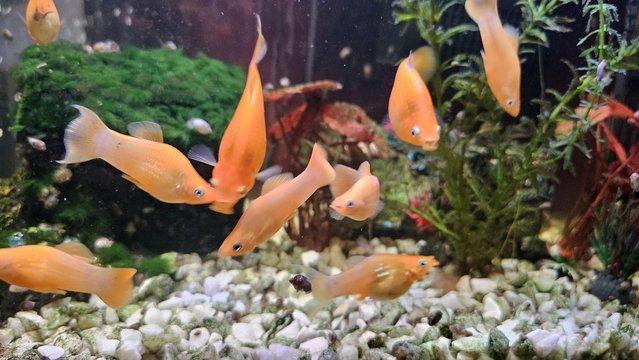 Mixed Orange Molly Fish For Sale in Tyne And Wear, Newcastle | Preloved