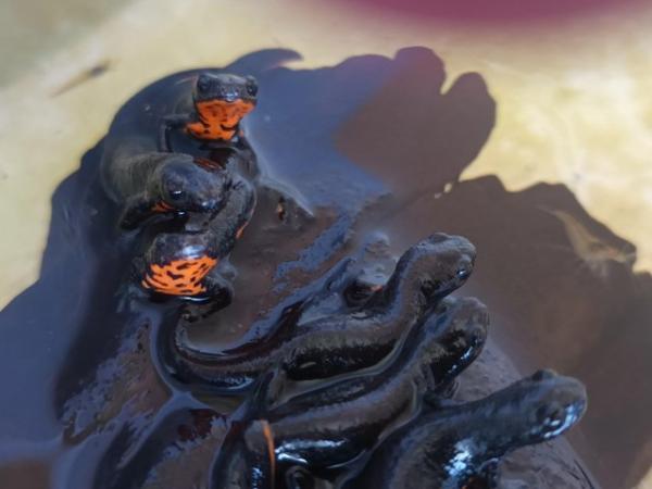 2X CHINESE FIRE BELLIED NEWTS (Cynops Orientalis) For Sale in ...