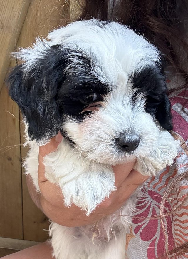 Local Classifieds | Preloved