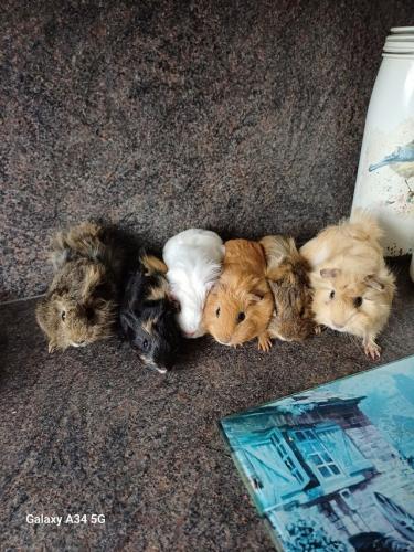 Long haired Peruvian and sheltie guinea pigs For Sale in Chesterfield ...