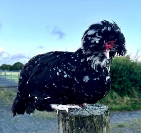 Polish and Houdan point of lay pullets For Sale in Beaworthy, Devon ...